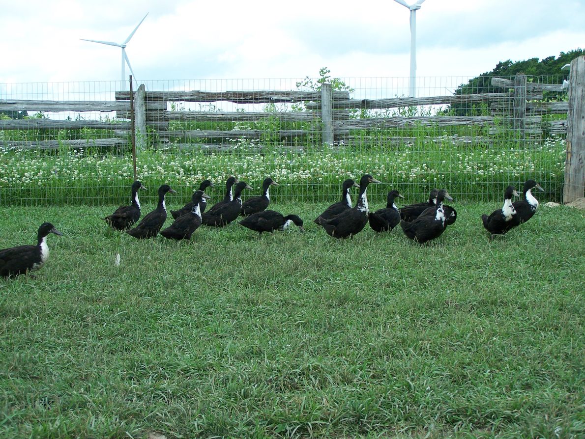 Heritage Livestock Canada - ANNUAL GENERAL MEETING REPORTS